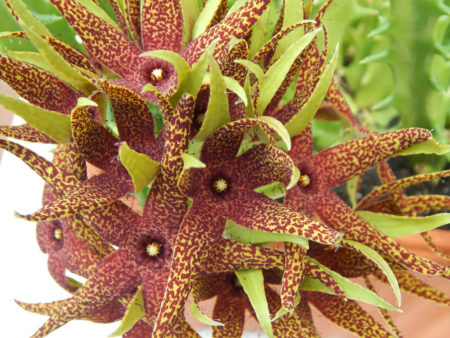 Orbea lutea subsp. vaga - World of Succulents