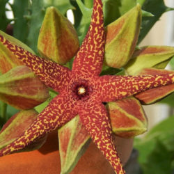 Orbea lutea subsp. vaga - World of Succulents