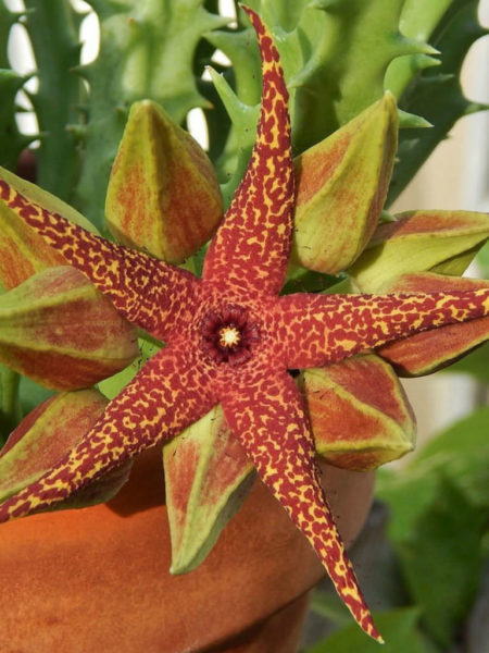 Orbea lutea subsp. vaga - World of Succulents