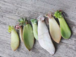 How to Root a Succulent Leaf - World of Succulents