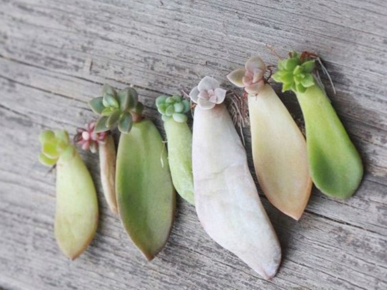 How to Root a Succulent Leaf - World of Succulents