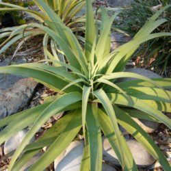 Agave bracteosa (Candelabrum Agave)