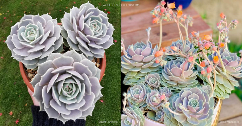 Echeveria 'Lola' - World of Succulents