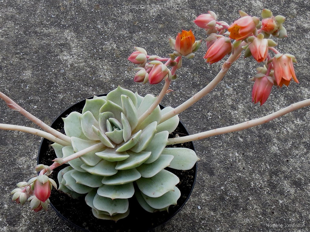 Echeveria 'Lola' - World of Succulents