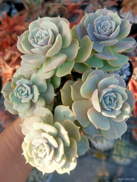 Echeveria 'Lola' - World of Succulents