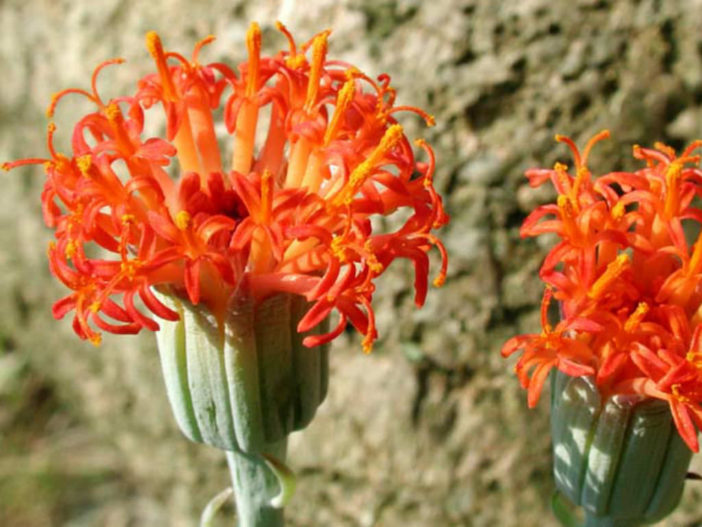 Kleinia stapeliiformis (Pickle Plant) - World of Succulents