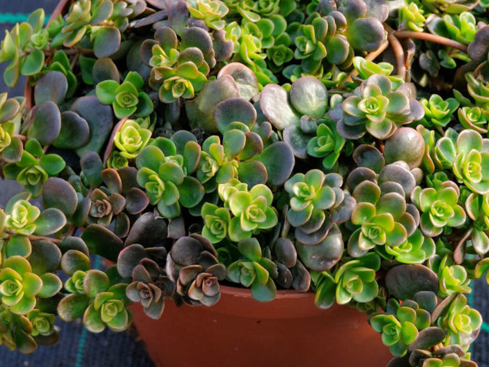 Sedum tetractinum (Chinese Sedum) - World of Succulents