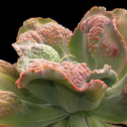 Echeveria 'Barbillion' - World of Succulents