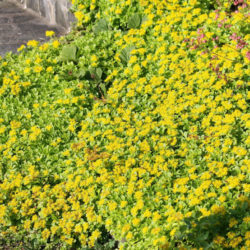 Phedimus kamtschaticus (Russian Stonecrop) - World of Succulents