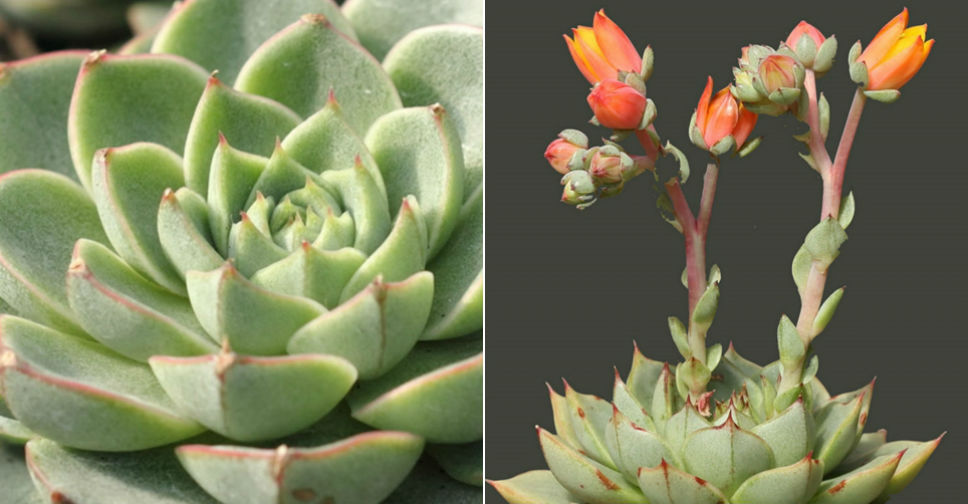Echeveria 'Fabiola' - World of Succulents