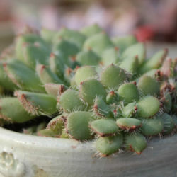 Echeveria setosa var. ciliata - World of Succulents