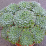 Echeveria setosa var. ciliata - World of Succulents