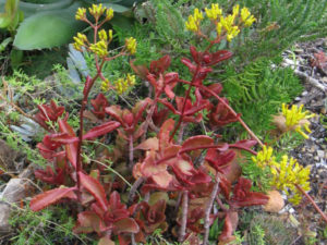 Kalanchoe sexangularis - World of Succulents