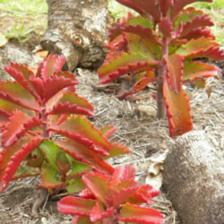 Kalanchoe sexangularis - World of Succulents