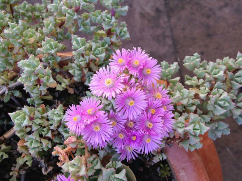 Lampranthus blandus (Pink Vygie) | World of Succulents