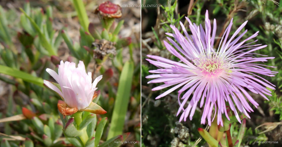 Lampranthus blandus - World of Succulents