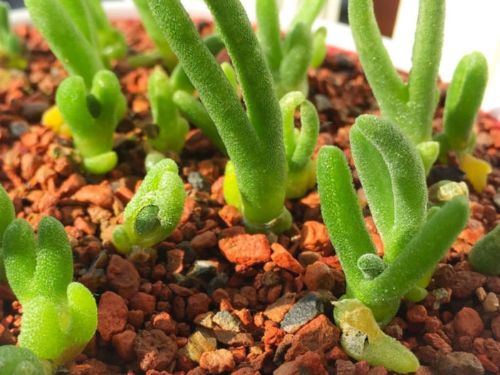 Monilaria moniliformis - World of Succulents