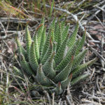 Tulista minor - World of Succulents