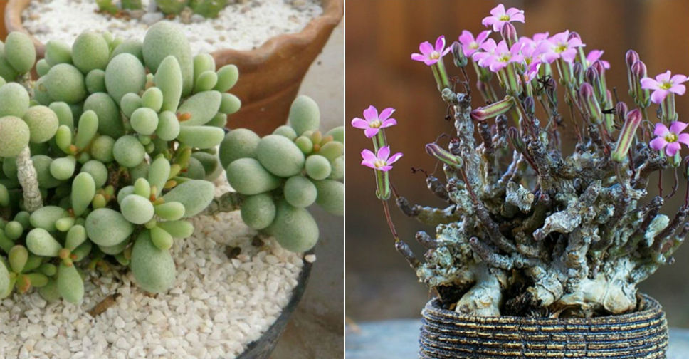 Tylecodon schaeferianus | World of Succulents