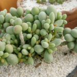 Tylecodon schaeferianus (Fairy Tale Plant) - World of Succulents