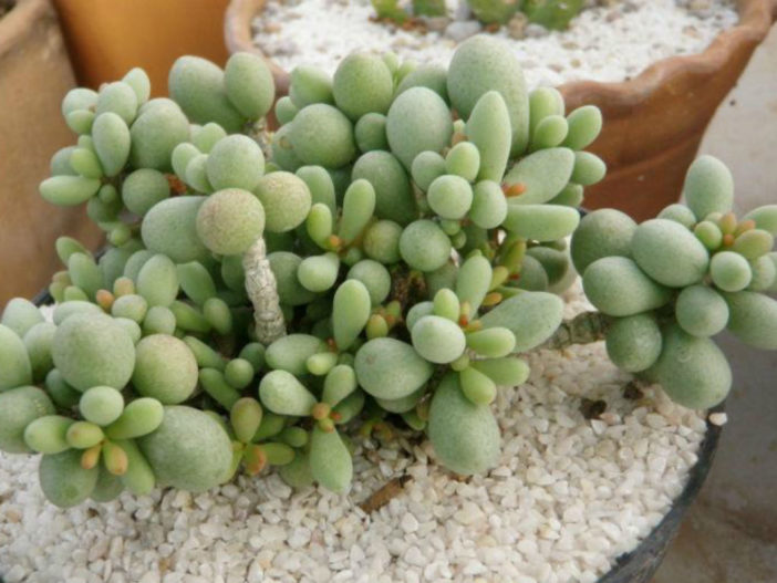 Tylecodon schaeferianus (Fairy Tale Plant) - World of Succulents