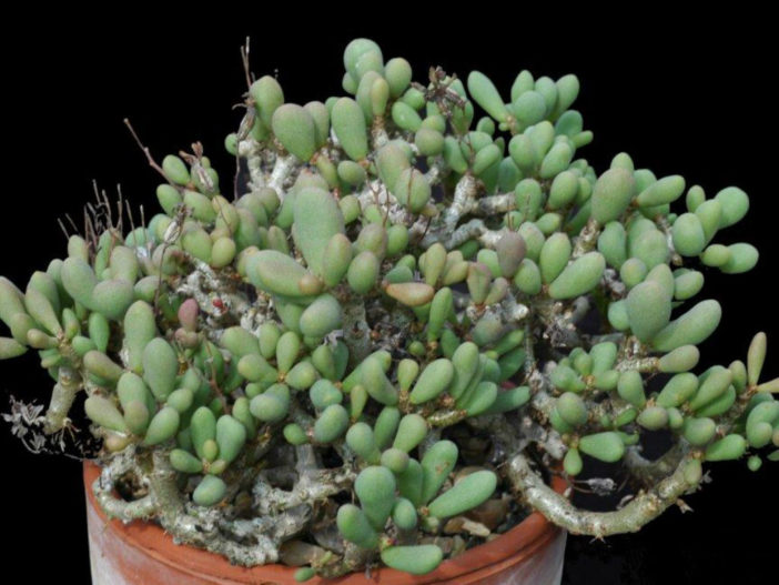 Tylecodon schaeferianus (Fairy Tale Plant) - World of Succulents