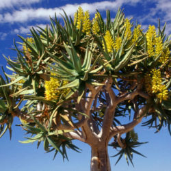 Aloidendron dichotomum (Quiver Tree) - World of Succulents