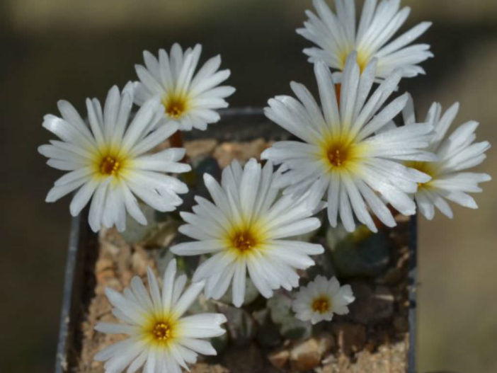 Conophytum cubicum - World of Succulents