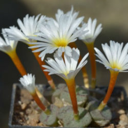 Conophytum cubicum - World of Succulents