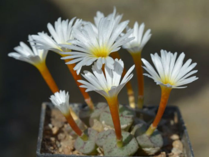 Conophytum cubicum - World of Succulents