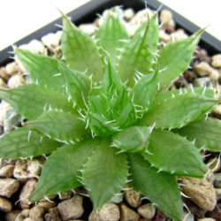 Haworthia decipiens - World of Succulents