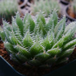 Haworthia decipiens - World of Succulents