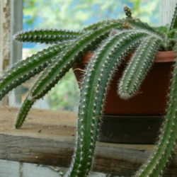 Selenicereus validus - World of Succulents