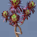 Aeonium simsii × arboreum 'Zwartkop' - World of Succulents