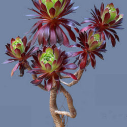 Aeonium simsii × arboreum 'Zwartkop' - World of Succulents