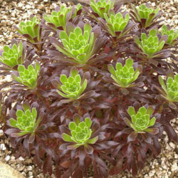 Aeonium simsii × arboreum 'Zwartkop' - World of Succulents