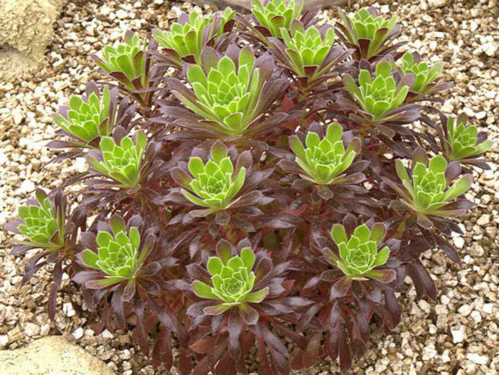 Aeonium simsii × arboreum 'Zwartkop' - World of Succulents