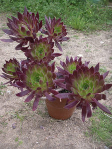 Aeonium simsii × arboreum 'Zwartkop' - World of Succulents