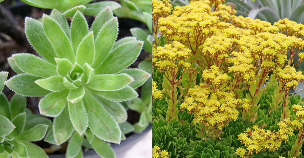 Aeonium simsii - World of Succulents