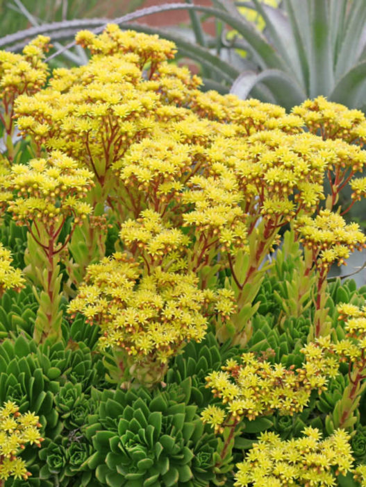 Aeonium simsii - World of Succulents