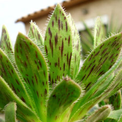 Aeonium simsii - World of Succulents