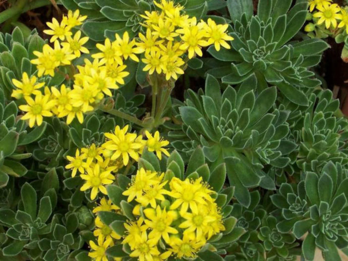 Aeonium simsii - World of Succulents