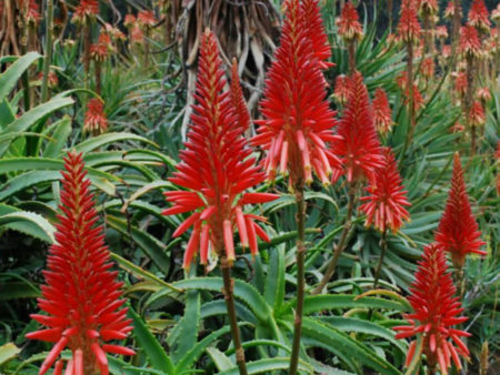 Aloe scorpioides - World of Succulents
