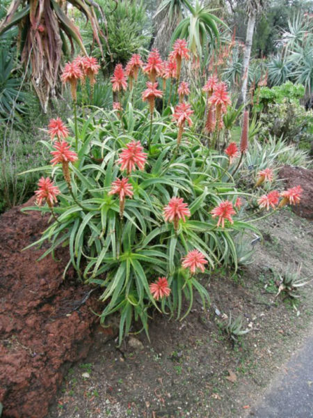 Aloe scorpioides - World of Succulents