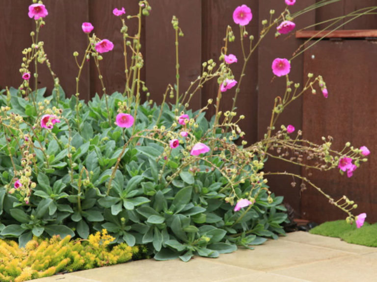 How to Grow and Care for Calandrinia - World of Succulents