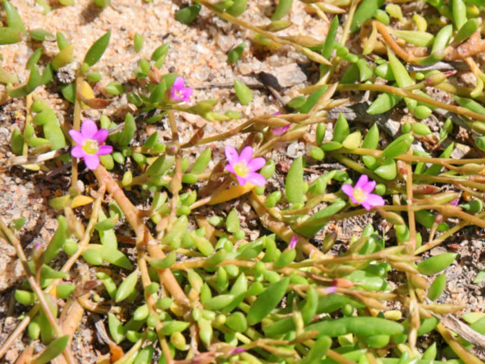 Calandrinia creethae - World of Succulents
