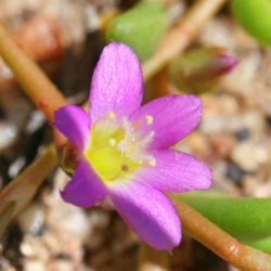 Calandrinia creethae - World of Succulents