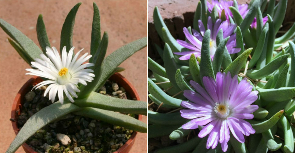 Ebracteola wilmaniae - World of Succulents