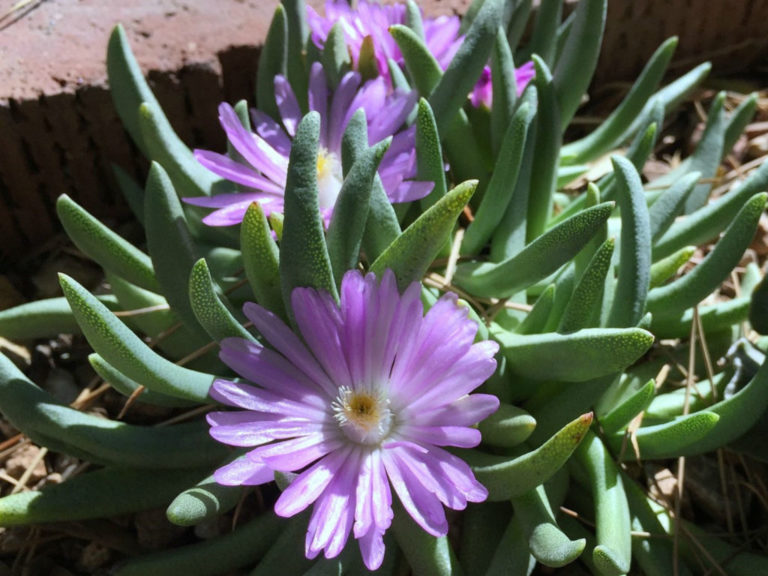 Ebracteola wilmaniae - World of Succulents
