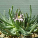 Ebracteola wilmaniae - World of Succulents